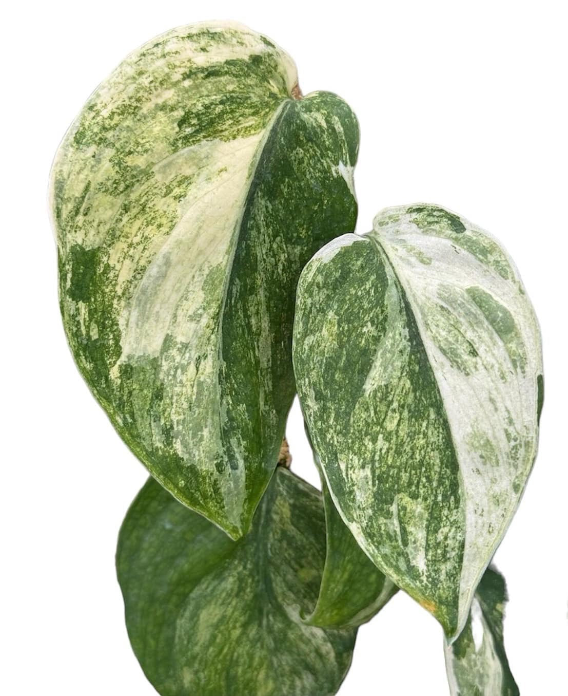 Scindapsus – Beauty Plants Rare Collection